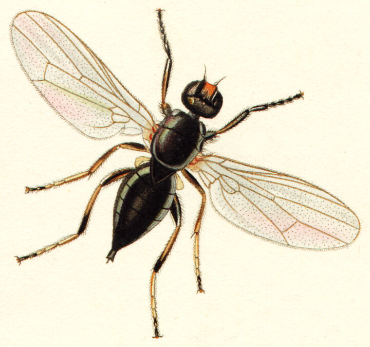 Expert Cheese Skipper Pest Control in Queens & Long Island