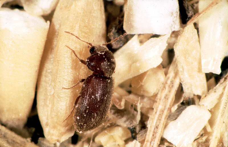 Drugstore Beetle