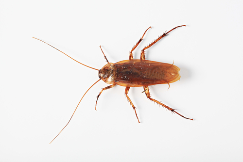 American Cockroach Control in Queens & Long Island