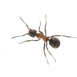 Common Pests in New York