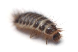 Carpet Beetle & Fur Beetle Control in Queens & Long Island