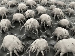Furniture Mite Control in Queens & Long Island